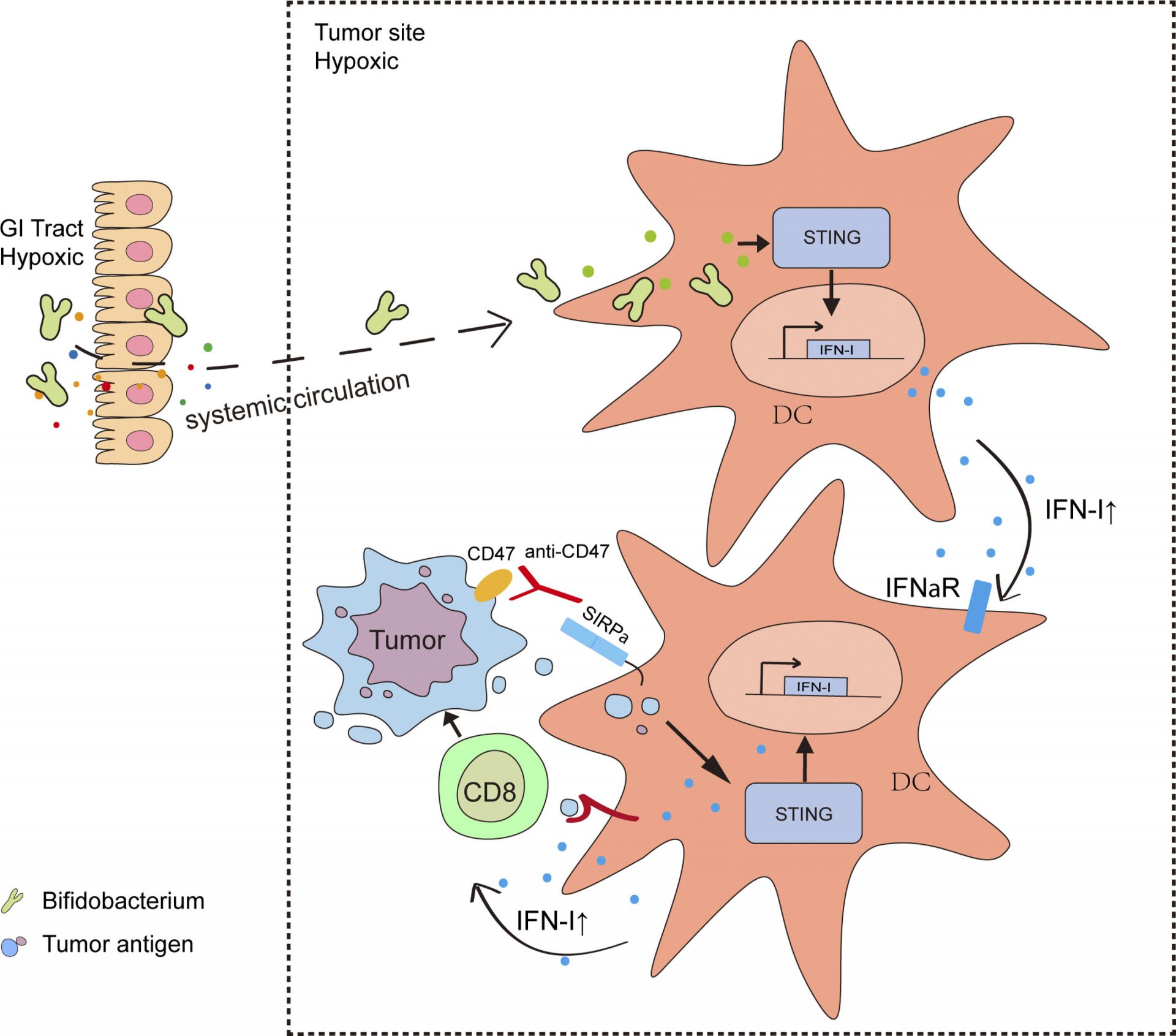A Bacterial boost for Cancer Treatment - MEDizzy Journal