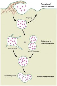 Do cancers survive by eating the dead? - MEDizzy Journal