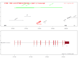 CYBB Mutation With Chronic Granulomatous Disease