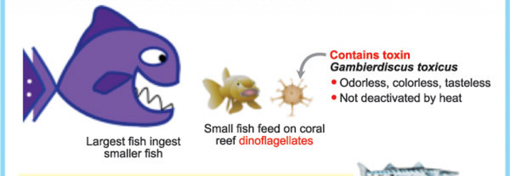 Ciguatera Fish Poisoning After Traveling To Cuba - MEDizzy Journal