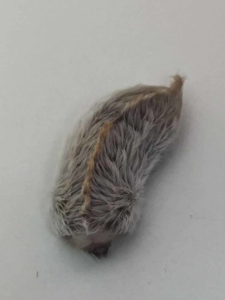 Caterpillar Dermatitis: A Day in the Park Ended Up in the Doctor’s ...