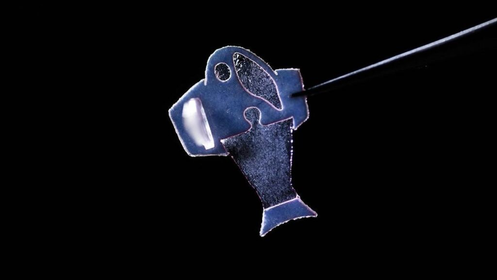 Bio Hybrid Fish Created from Human Heart Cells - MEDizzy Journal