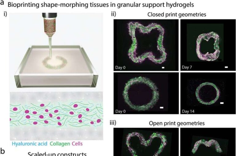 Innovative Bioprinting Method for Heart Tissues - MEDizzy Journal